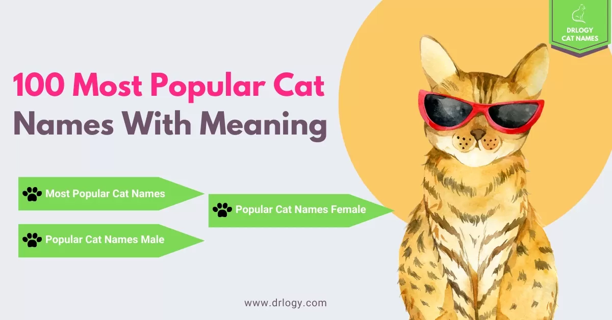 100 Best Most Popular Cat Names With Meaning Drlogy Cat Names 100 Best Most Popular Cat Names With Meaning Drlogy Cat Names