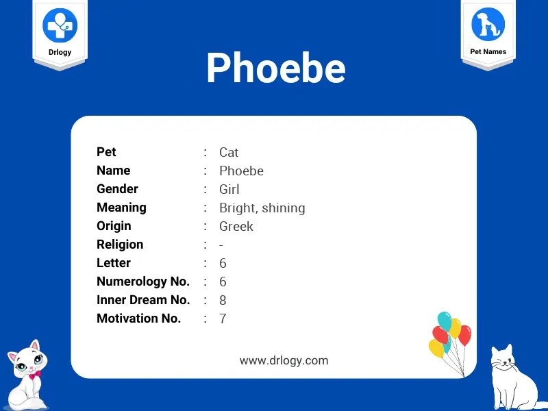 Phoebe Cat Name Meaning & Info - Drlogy