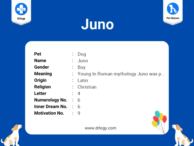 Juno Dog Name Meaning & Info - Drlogy